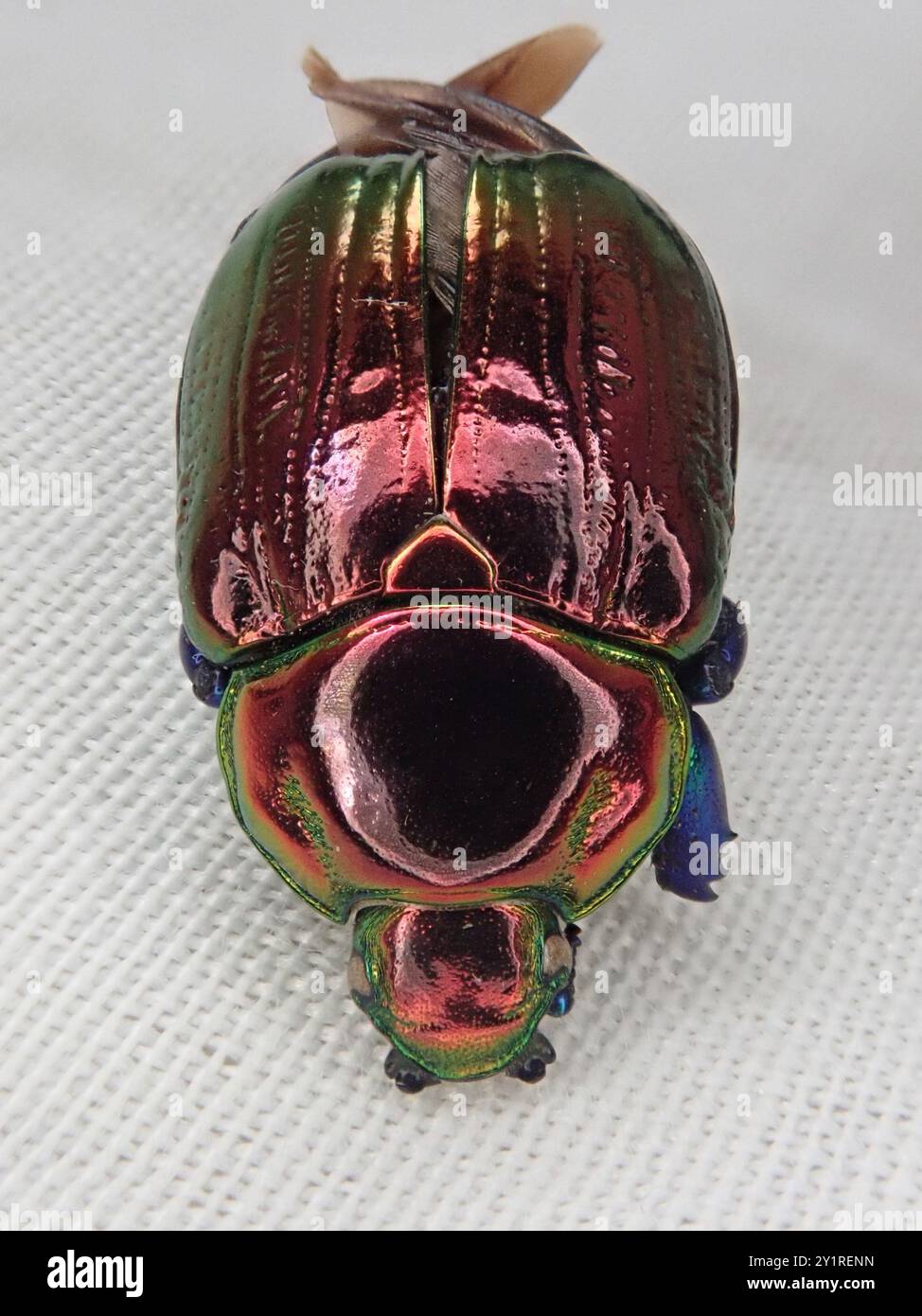 Precious Metal Beetle (Pelidnota sumptuosa) Insecta Stock Photo - Alamy