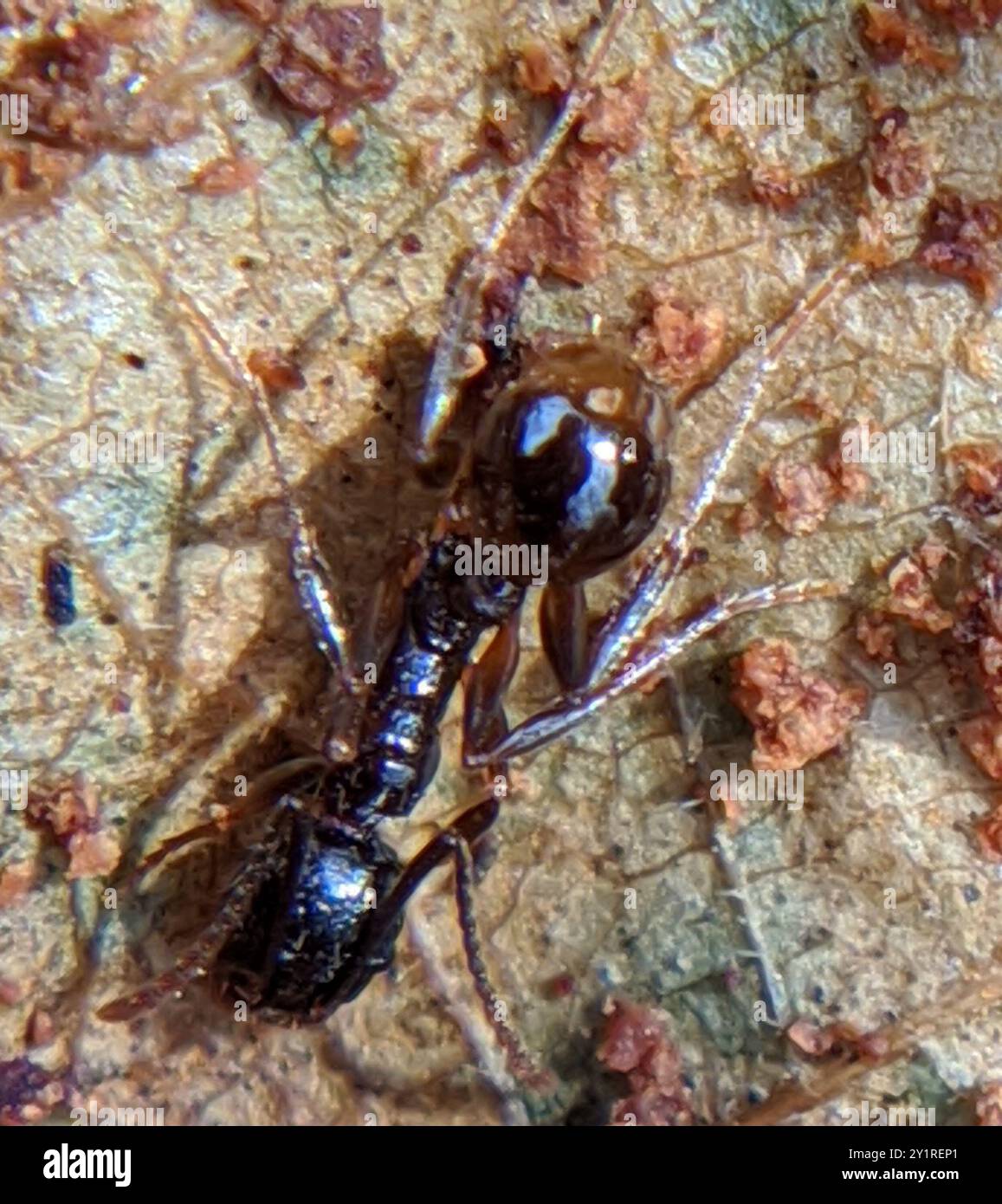 Collared Ants (Aphaenogaster) Insecta Stock Photo - Alamy