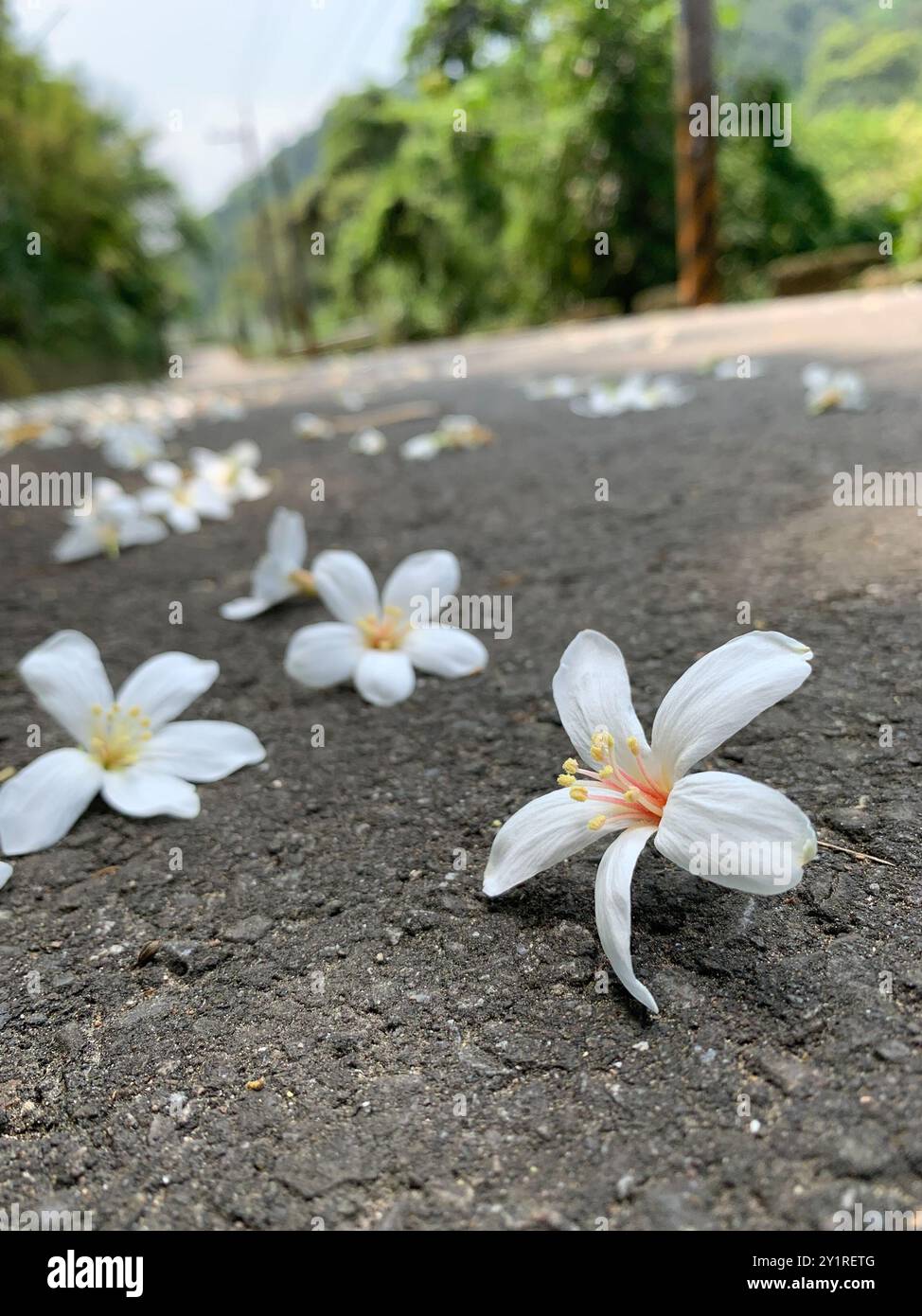 mu oil tree (Vernicia montana) Plantae Stock Photo - Alamy