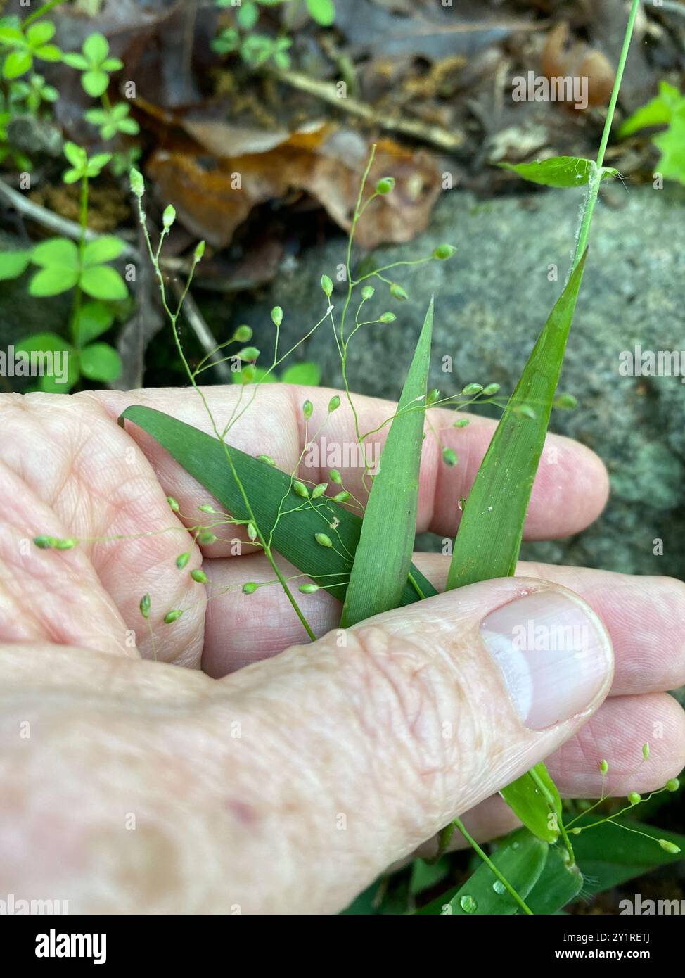 variable witchgrass (Dichanthelium commutatum) Plantae Stock Photo - Alamy