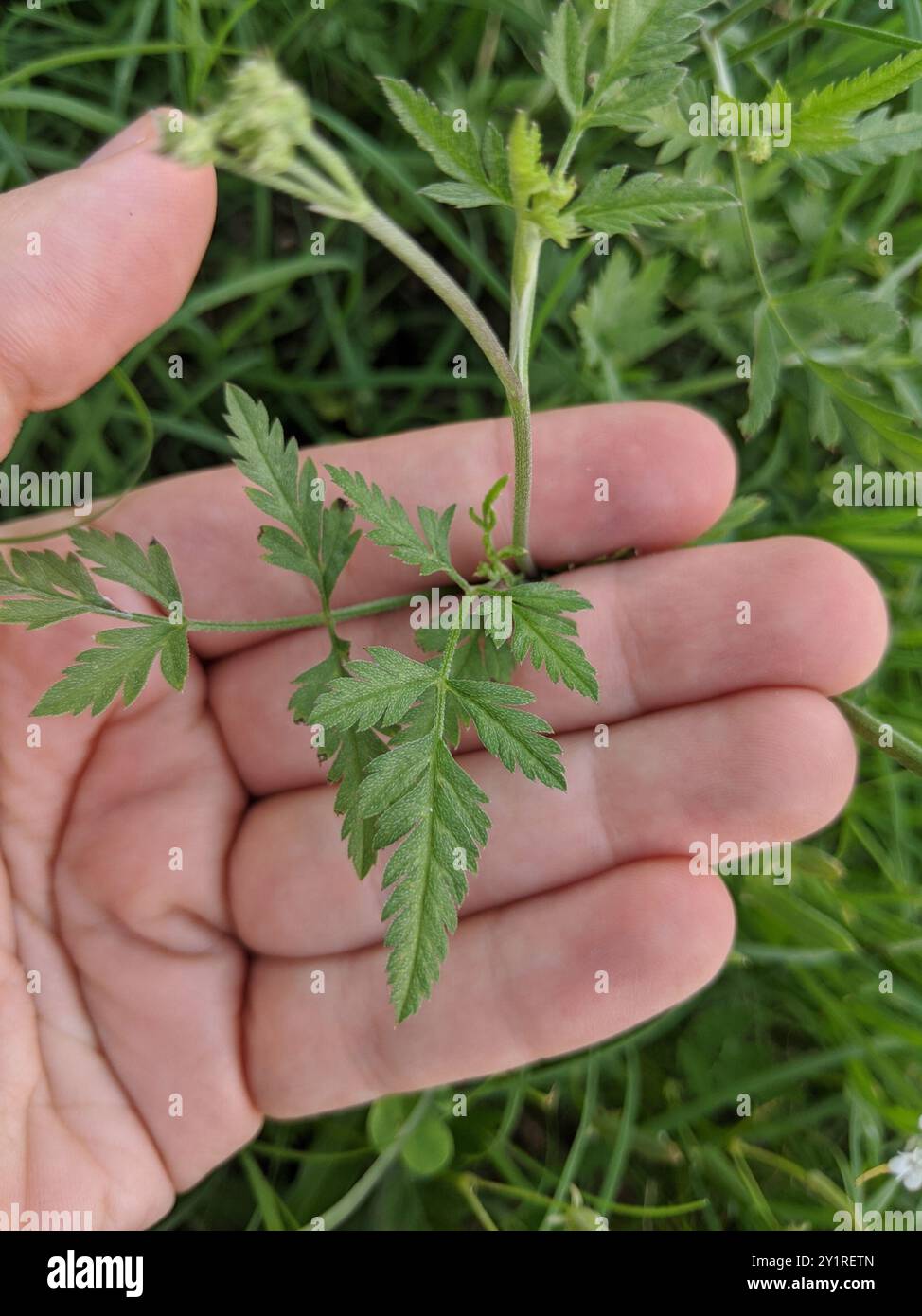 common hedge parsley (Torilis arvensis) Plantae Stock Photo - Alamy