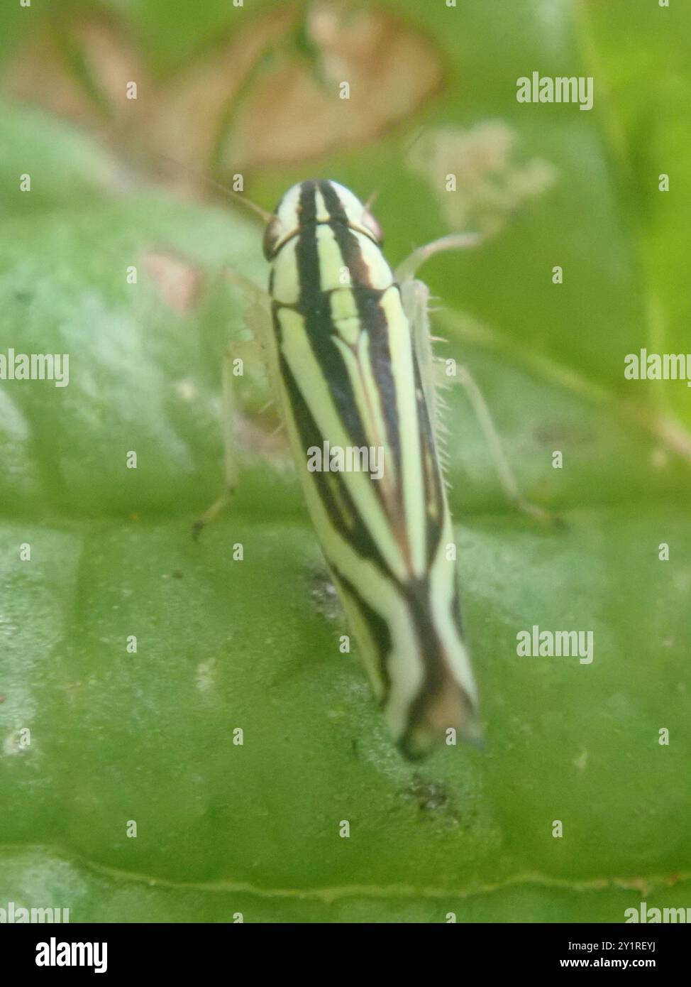 (Sibovia sagata) Insecta Stock Photo - Alamy