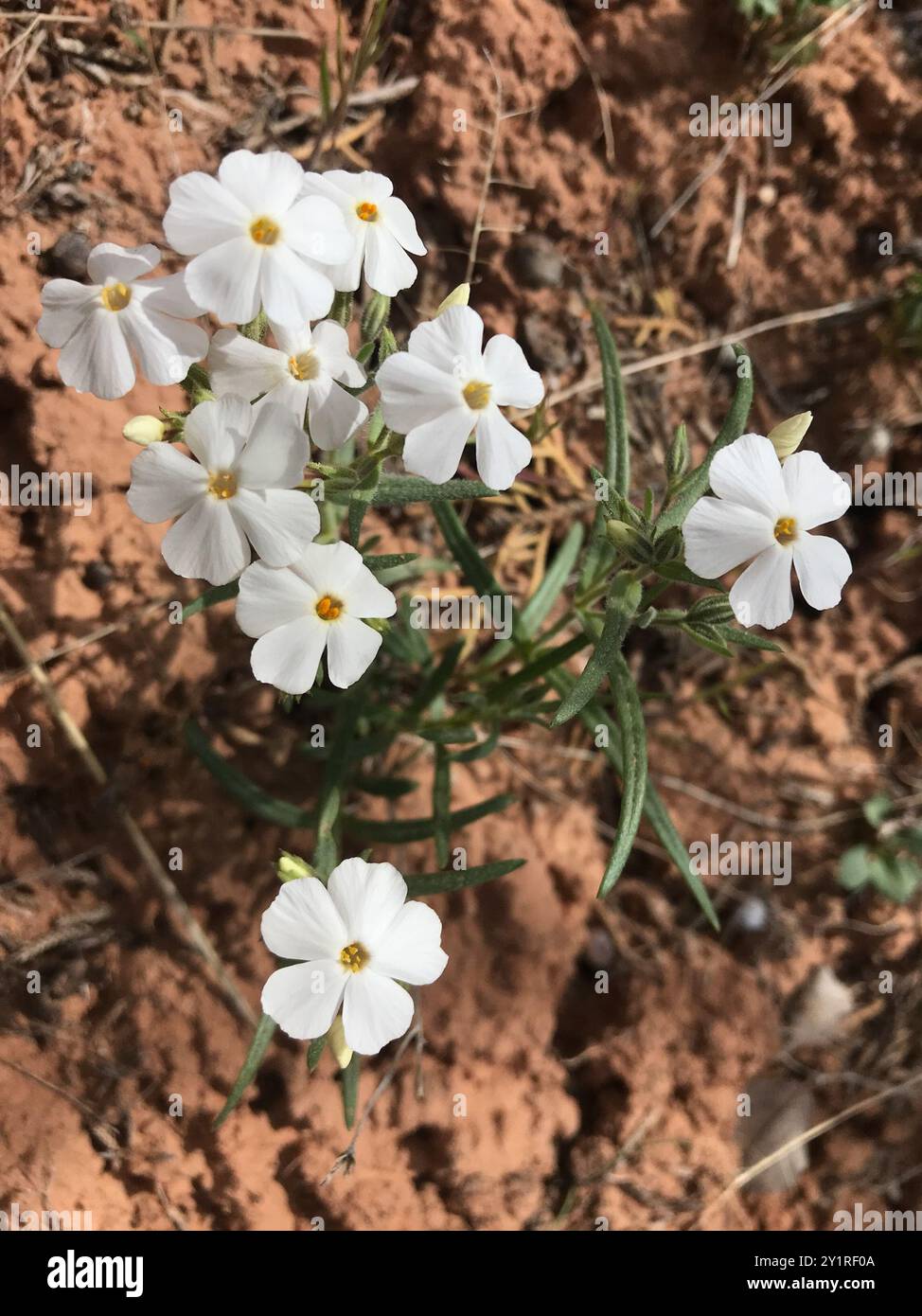 Longleaf Phlox (Phlox longifolia) Plantae Stock Photo - Alamy