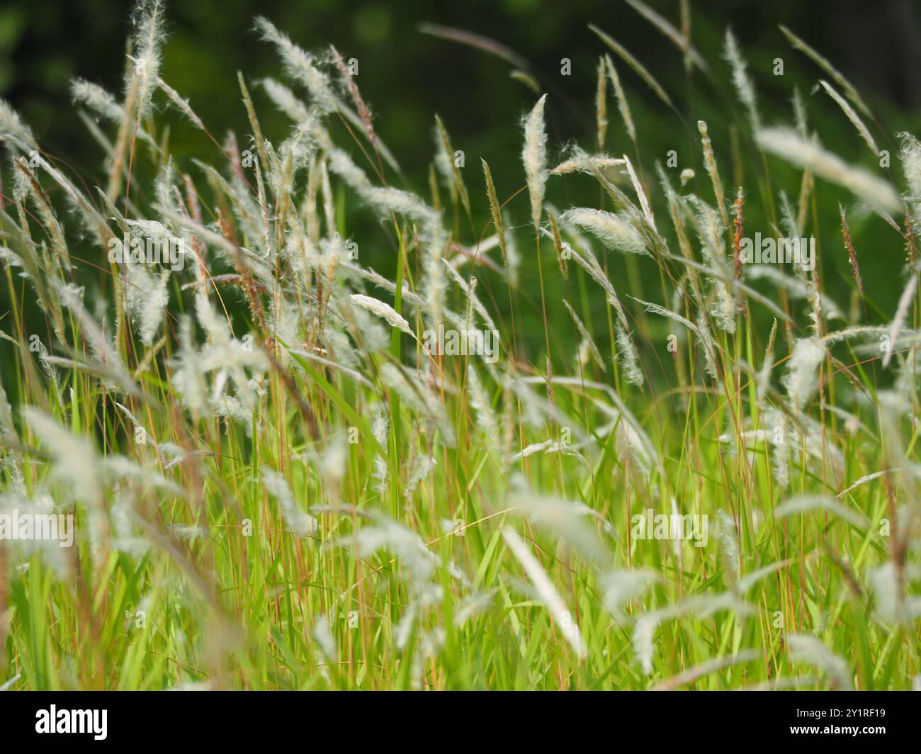 Cogon Grass (Imperata cylindrica) Plantae Stock Photo - Alamy