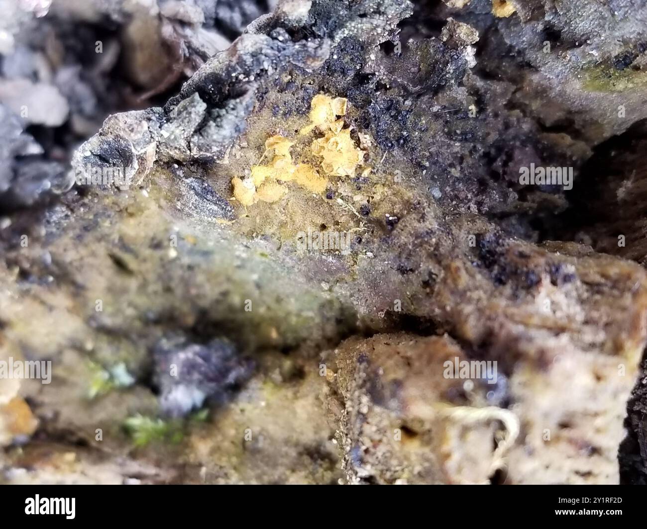 Push Pin Slime Mold (Hemitrichia calyculata) Protozoa Stock Photo - Alamy