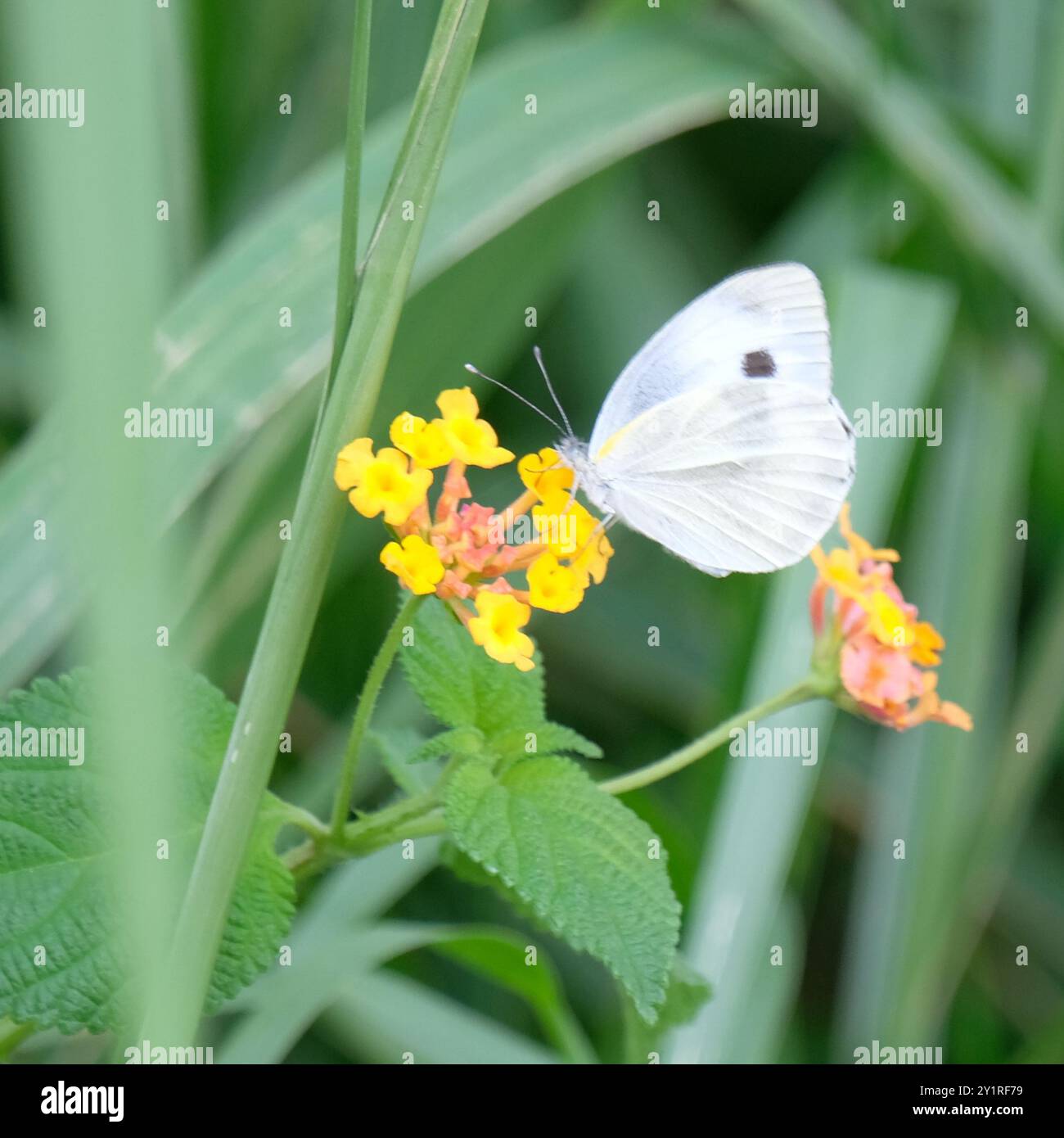 Indian Cabbage White (Pieris canidia) Insecta Stock Photo - Alamy