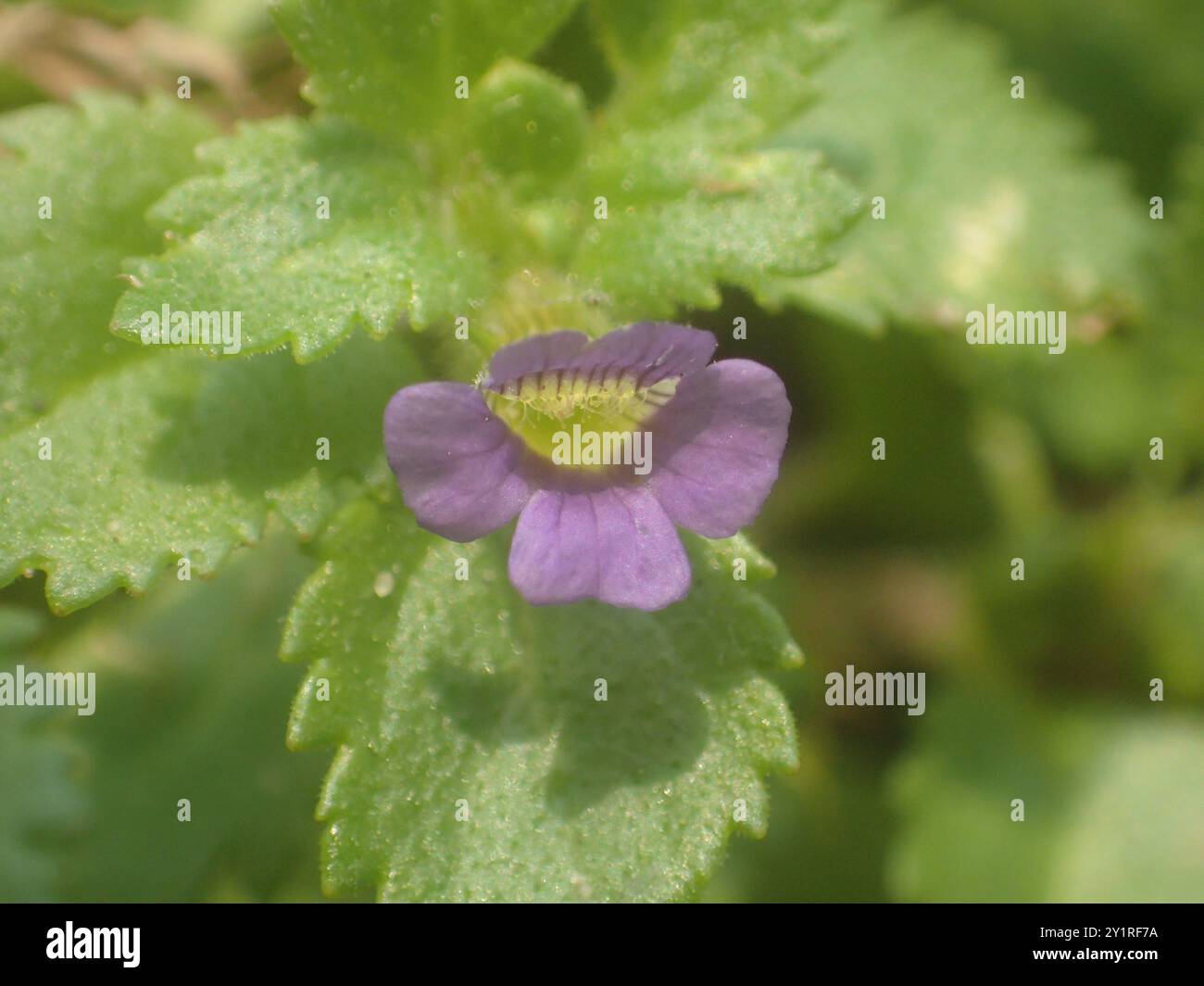 (Stemodia verticillata) Plantae Stock Photo - Alamy