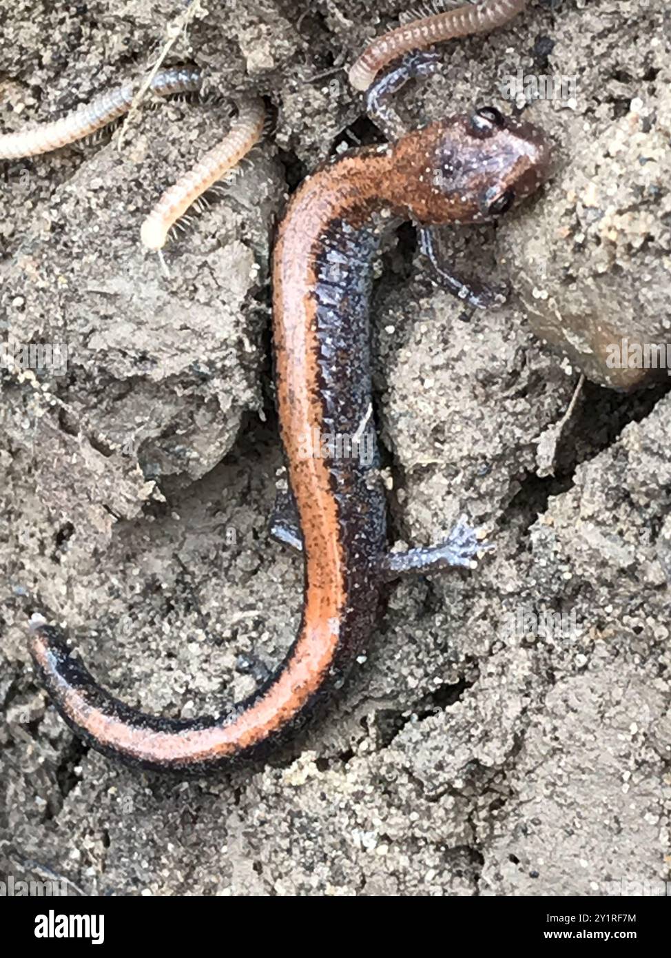 Eastern Red-backed Salamander (Plethodon cinereus) Amphibia Stock Photo ...
