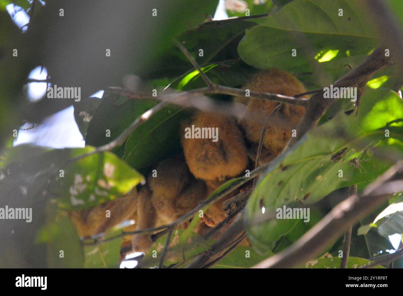 Malabar Slender Loris (Loris lydekkerianus malabaricus) Mammalia Stock ...