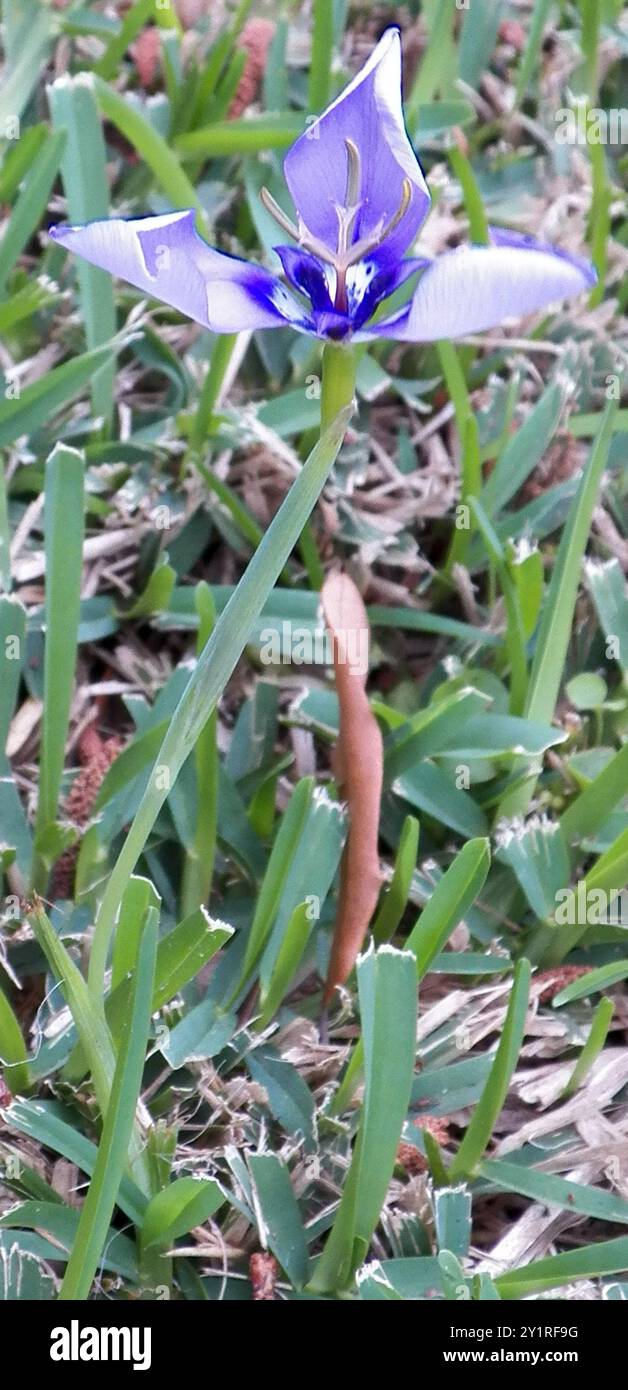 Prairie Nymph (Herbertia lahue) Plantae Stock Photo - Alamy