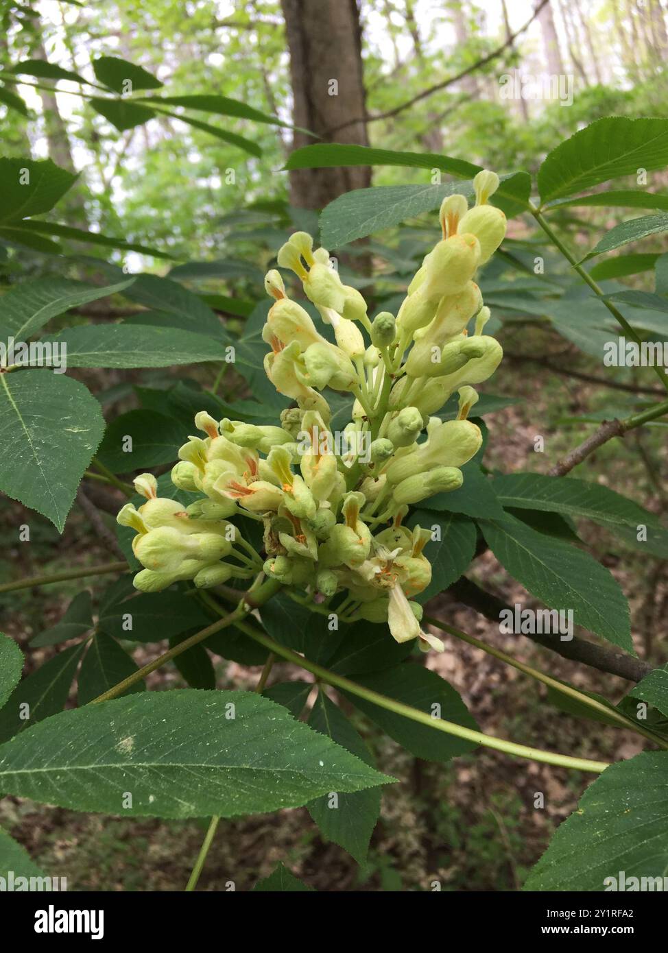 painted buckeye (Aesculus sylvatica) Plantae Stock Photo - Alamy