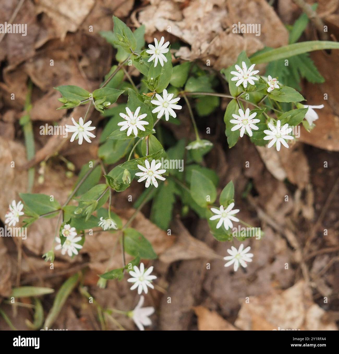 star chickweed (Stellaria pubera) Plantae Stock Photo - Alamy