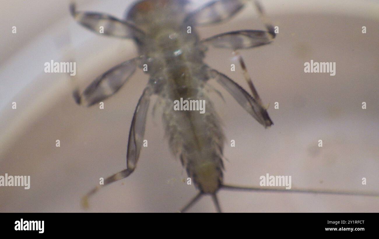 Light Cahills (Stenacron) Insecta Stock Photo - Alamy