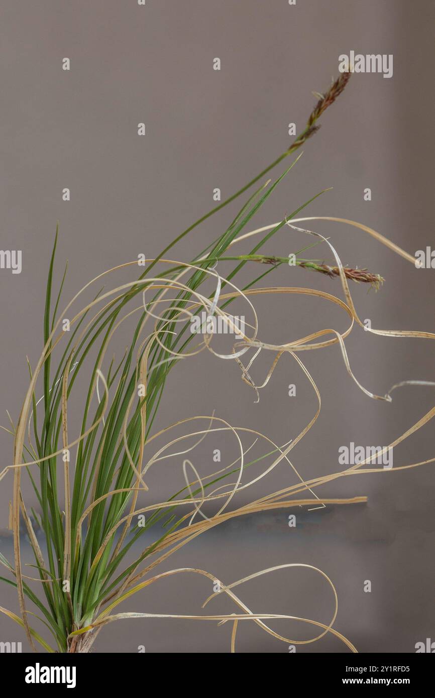 Long-stolon Sedge (Carex inops) Plantae Stock Photo - Alamy