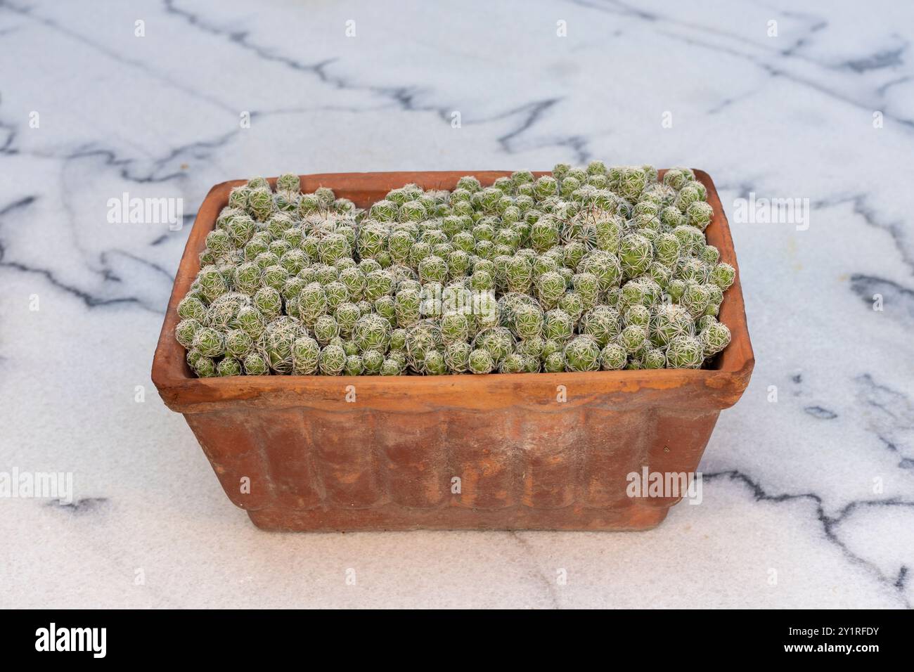 Green Thimble Cactus (Mammillaria) in a clay pot on marble floor Stock ...