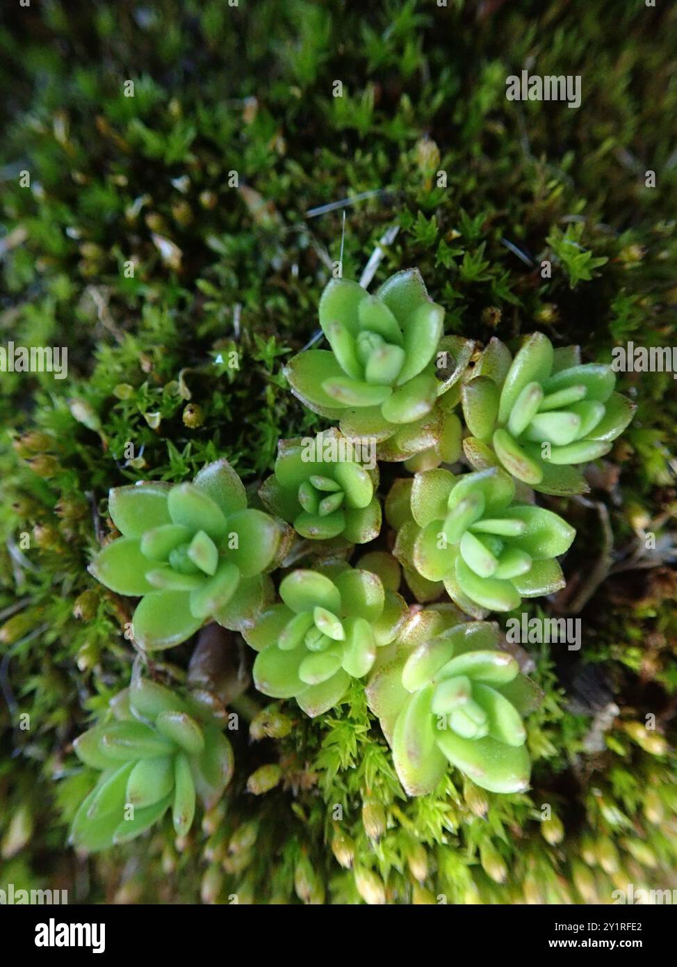 Stringy Stonecrop (Sedum sarmentosum) Plantae Stock Photo - Alamy