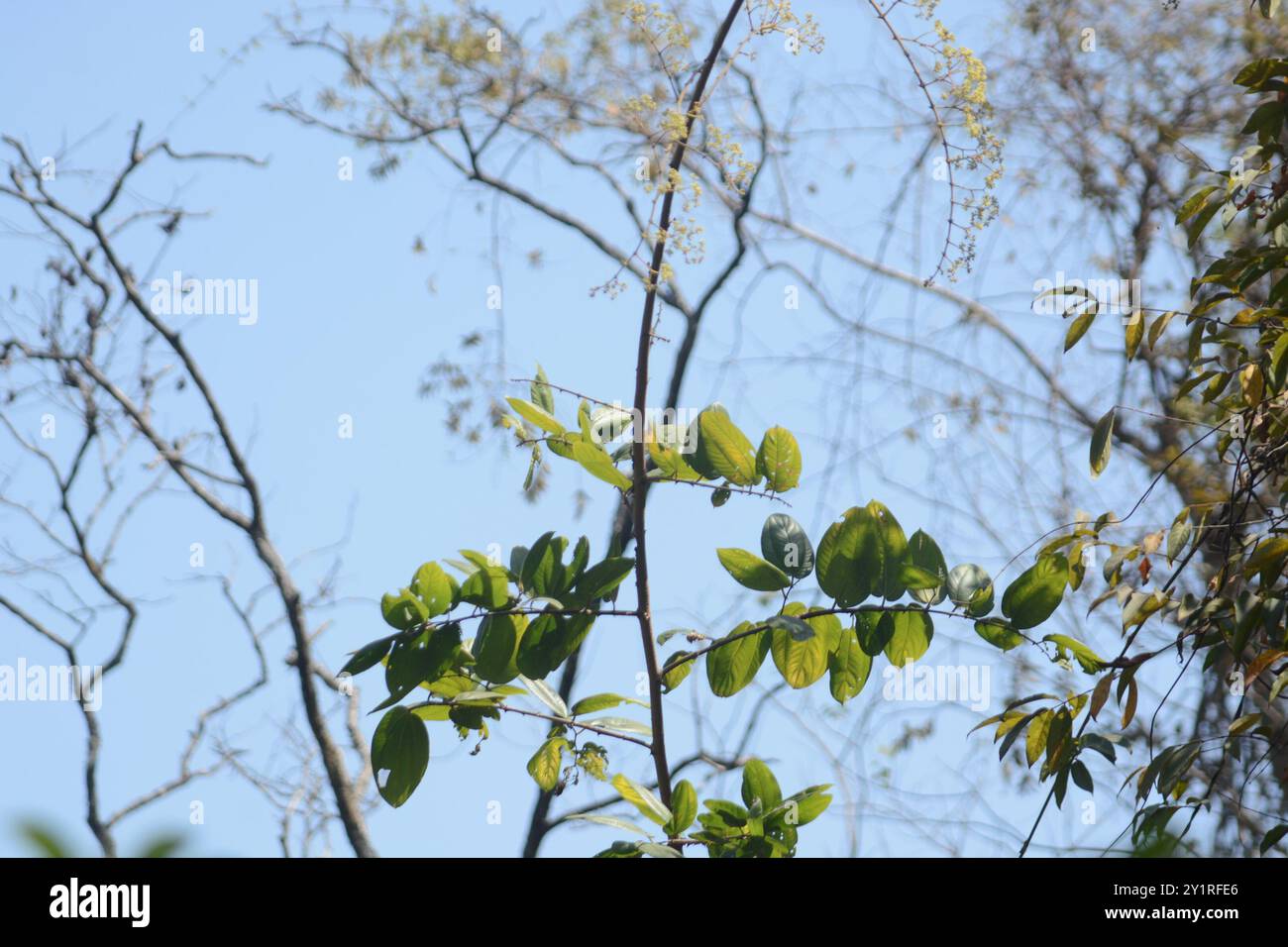Wrinkled Jujube (Ziziphus rugosa) Plantae Stock Photo - Alamy