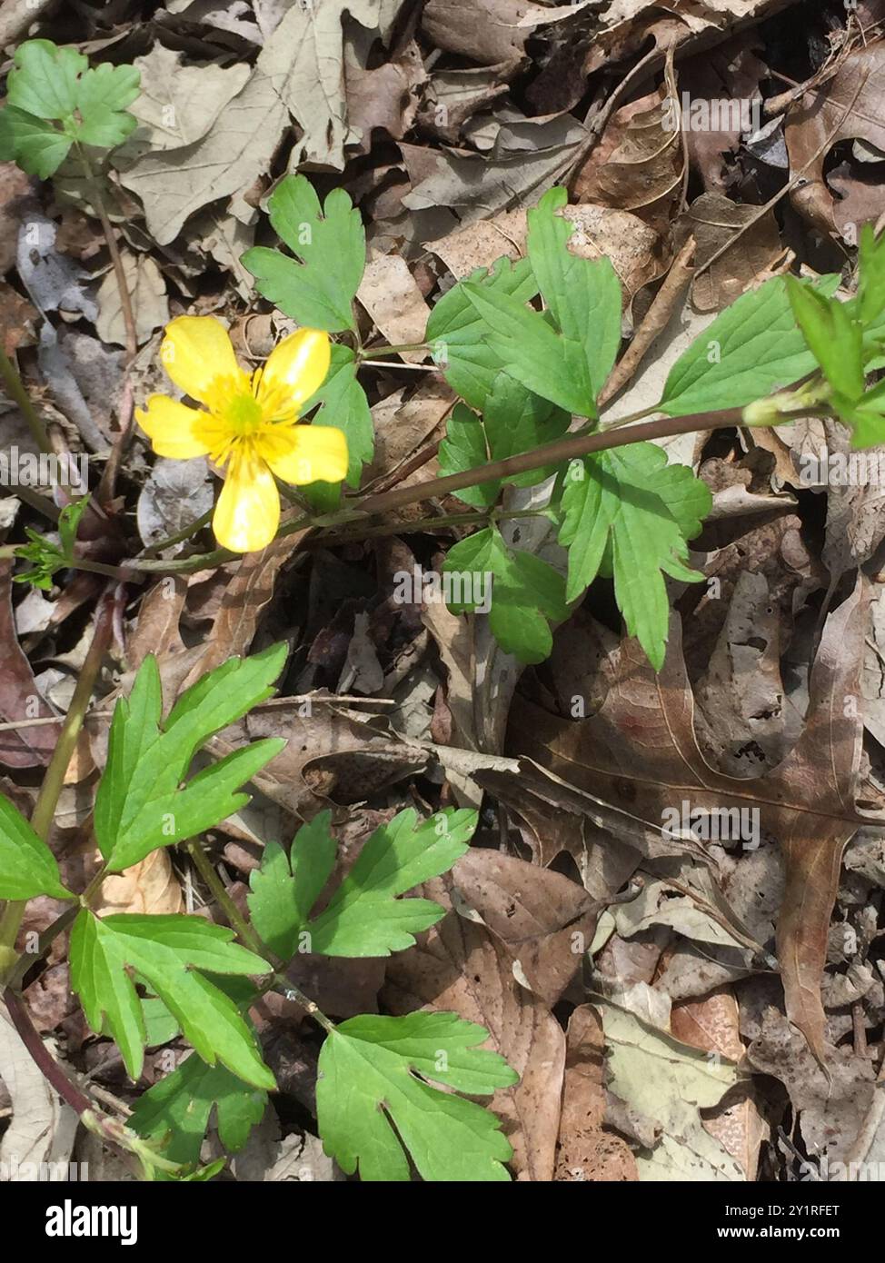bristly buttercup (Ranunculus hispidus) Plantae Stock Photo - Alamy
