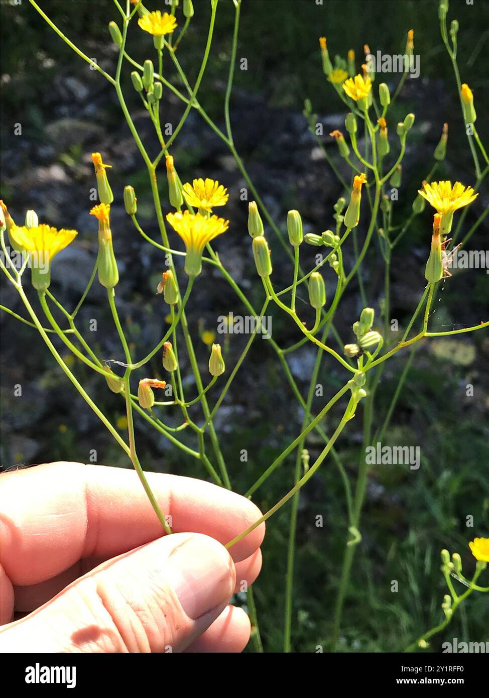 Smooth hawksbeard (Crepis capillaris) Plantae Stock Photo - Alamy
