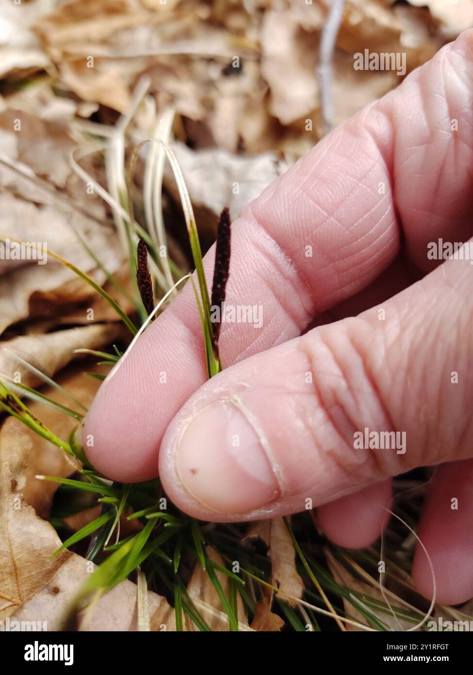 Pennsylvania sedge (Carex pensylvanica) Plantae Stock Photo - Alamy