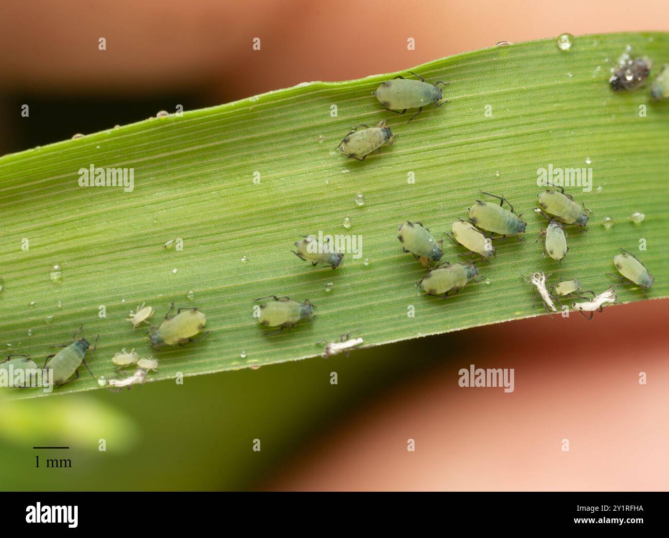 Corn Leaf Aphid (Rhopalosiphum maidis) Insecta Stock Photo - Alamy