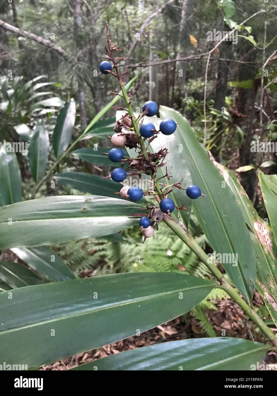 Native Ginger (Alpinia caerulea) Plantae Stock Photo - Alamy