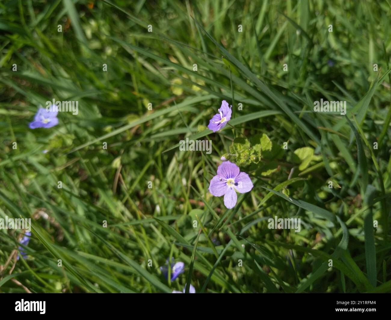 Slender speedwell (Veronica filiformis) Plantae Stock Photo - Alamy