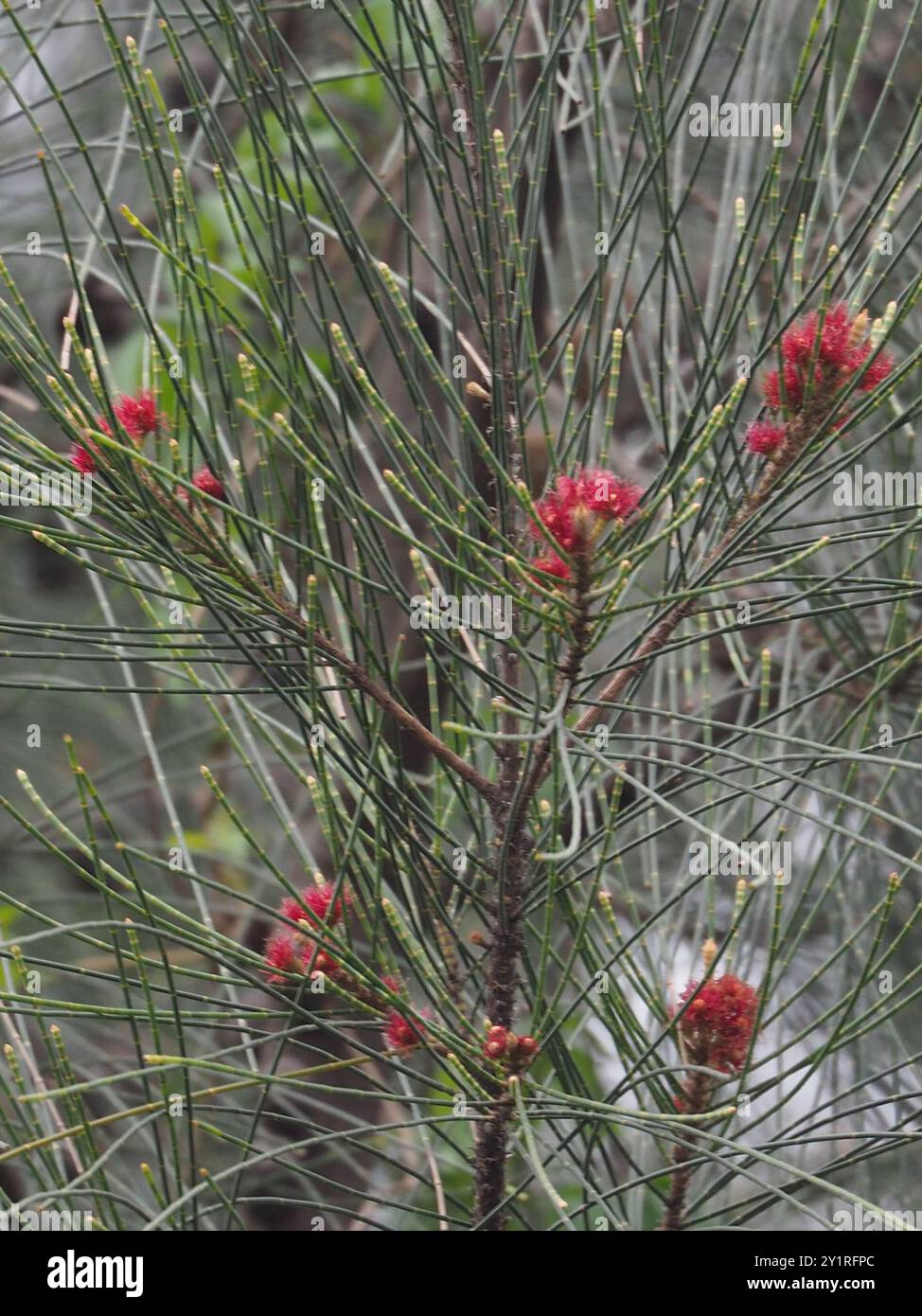 Beach Sheoak (Casuarina equisetifolia) Plantae Stock Photo - Alamy