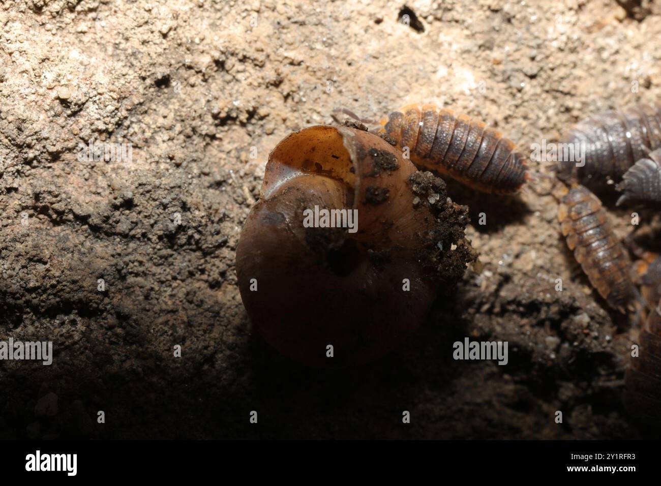 Strawberry Snail (Trochulus striolatus) Mollusca Stock Photo - Alamy