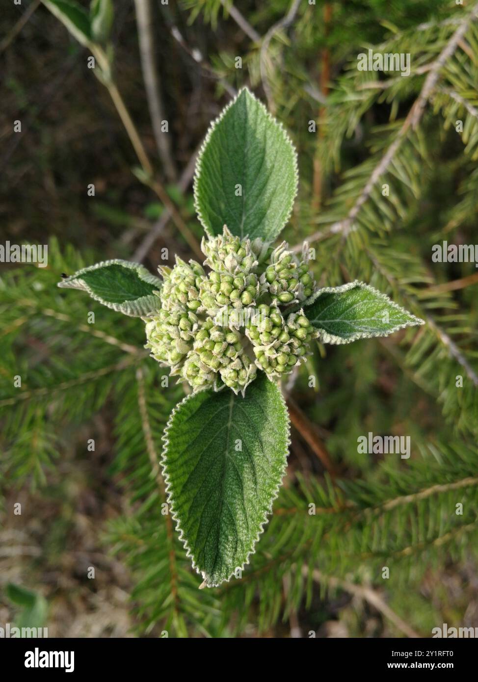 Wayfaring-tree (Viburnum lantana) Plantae Stock Photo - Alamy