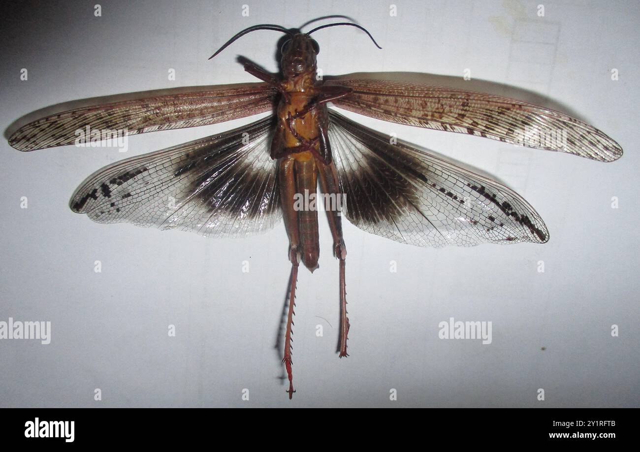 Tree Locust (Anacridium moestum) Insecta Stock Photo - Alamy