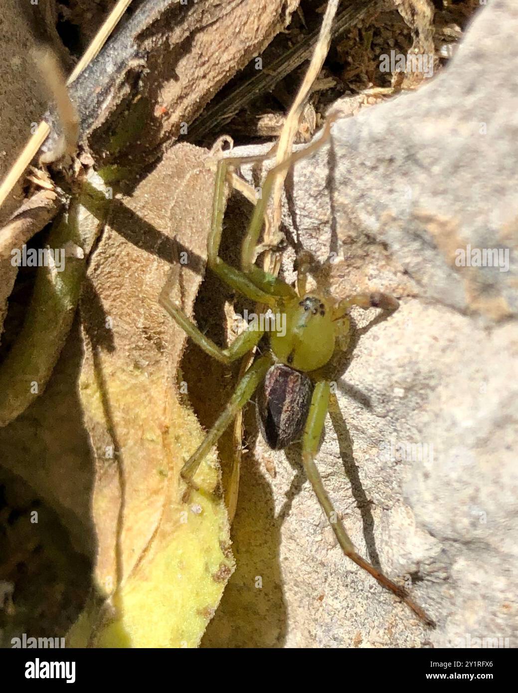 Green Huntsman Spider (Micrommata ligurina) Arachnida Stock Photo - Alamy