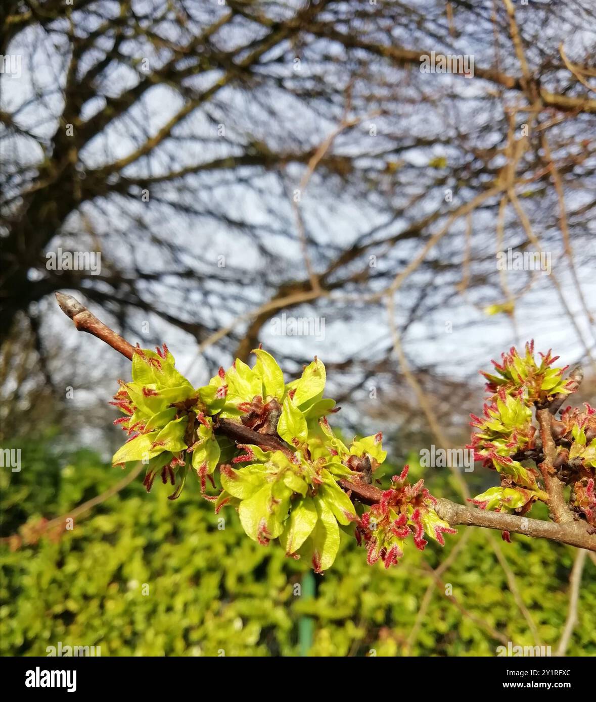 Wych Elm (Ulmus glabra) Plantae Stock Photo - Alamy