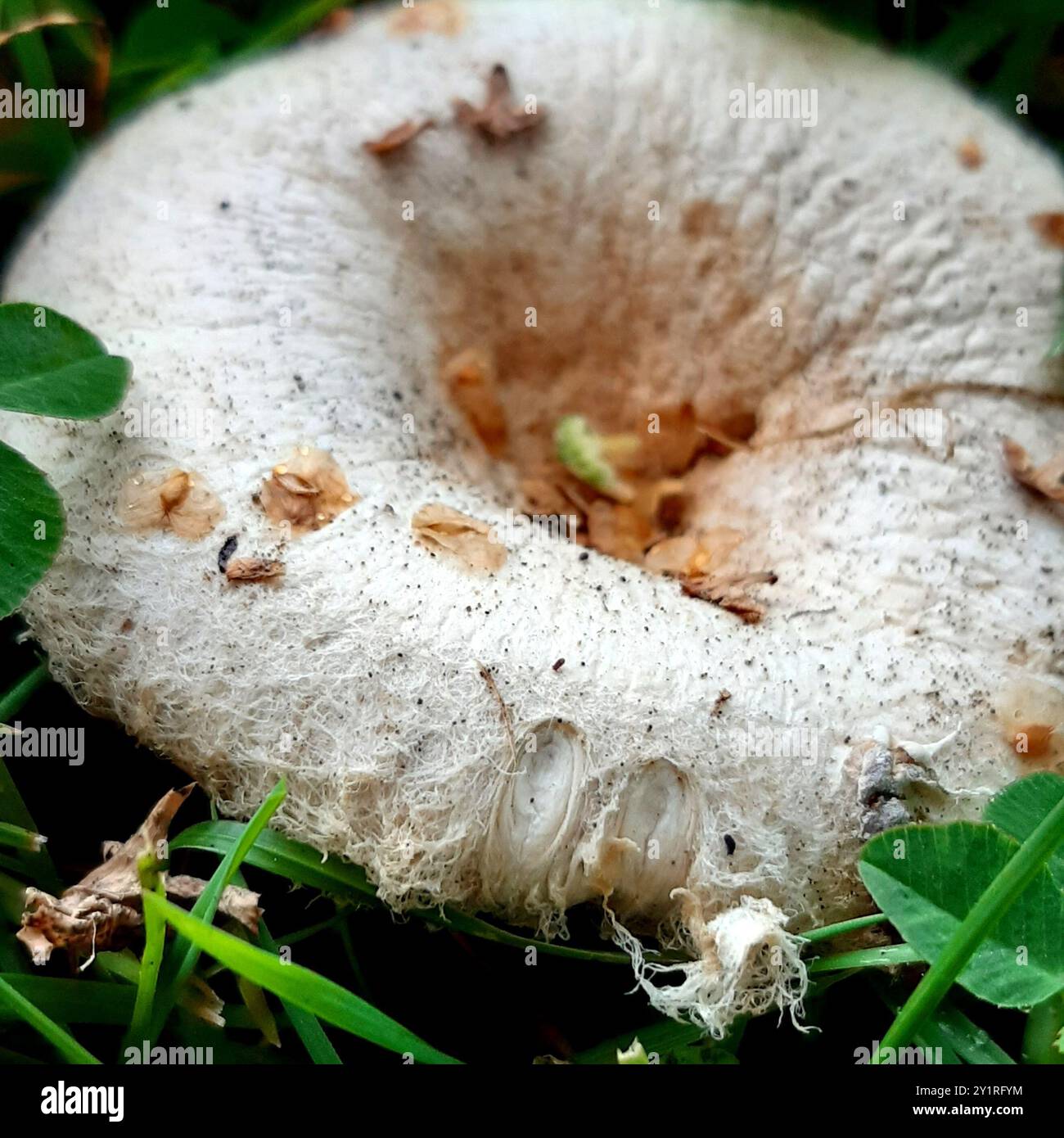 Downy milk cap (Lactarius pubescens) Fungi Stock Photo - Alamy