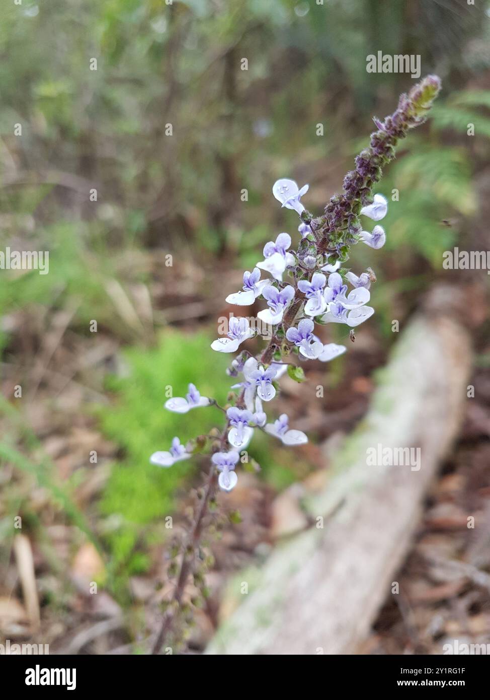 little spurflower (Coleus australis) Plantae Stock Photo - Alamy