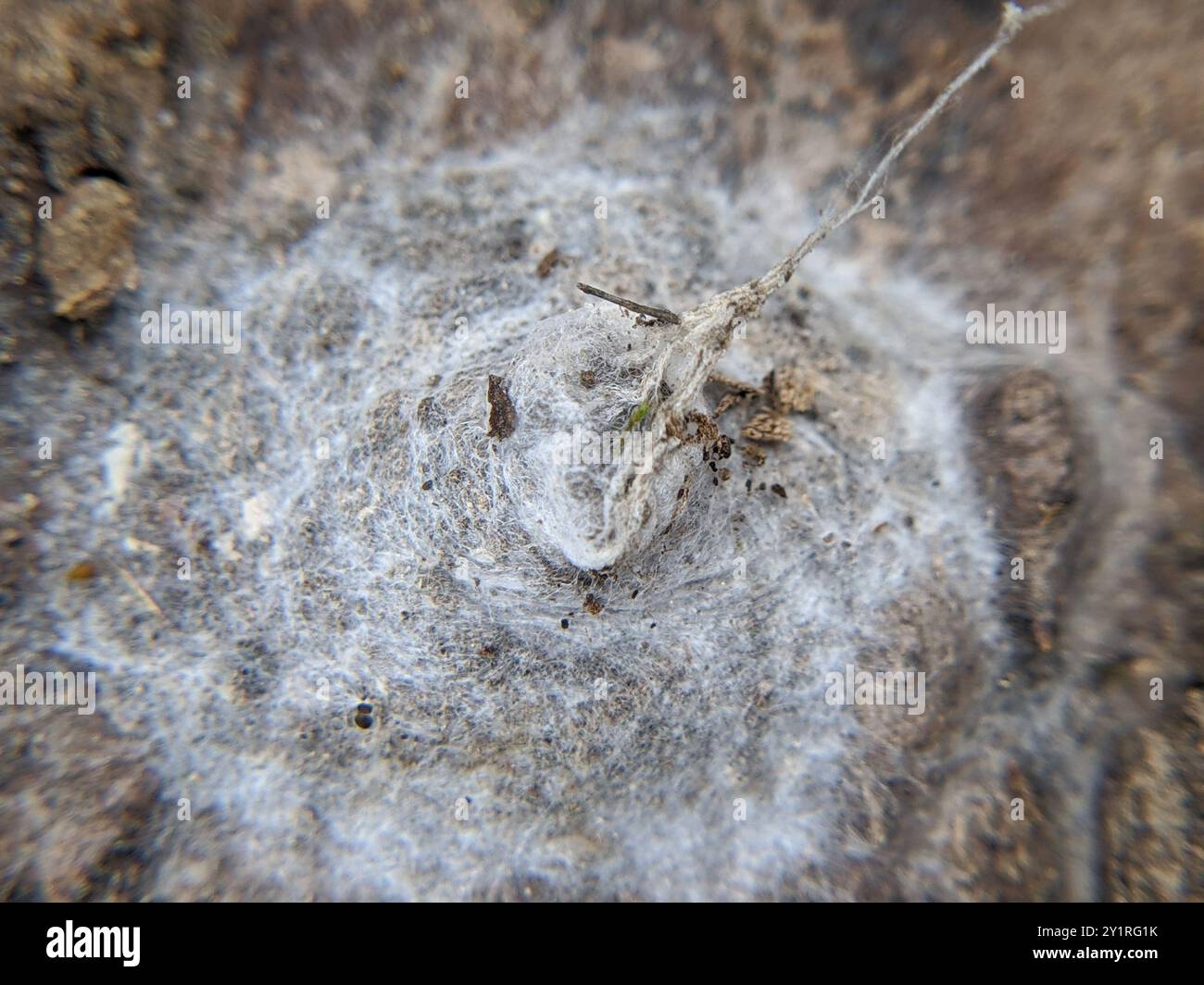 Funnel Weavers (Agelenidae) Arachnida Stock Photo - Alamy