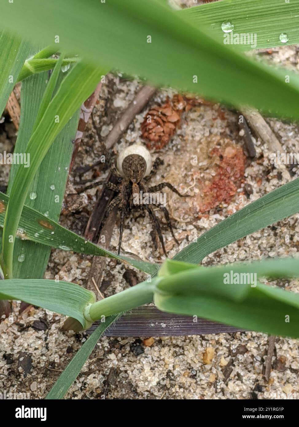 Fox Spiders (Alopecosa) Arachnida Stock Photo - Alamy