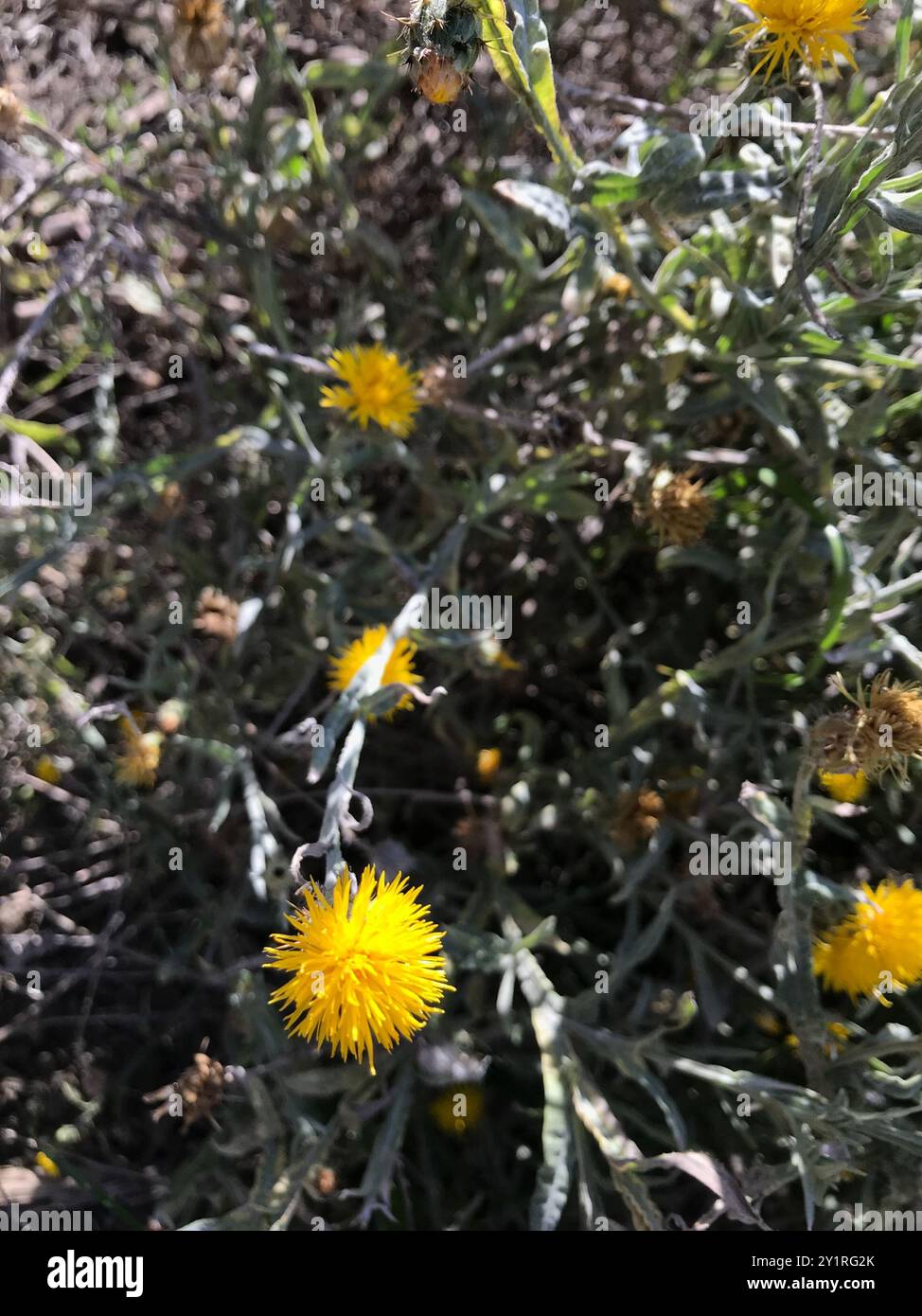 Yellow Star-Thistle (Centaurea solstitialis) Plantae Stock Photo - Alamy