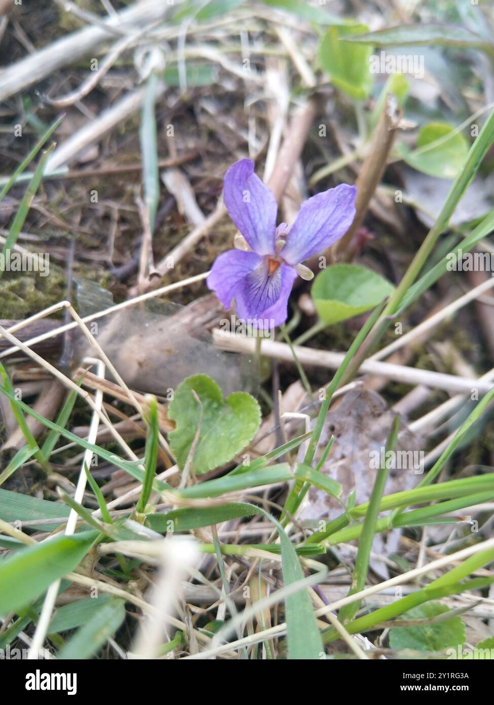 Sweet violet (Viola odorata) Plantae Stock Photo - Alamy