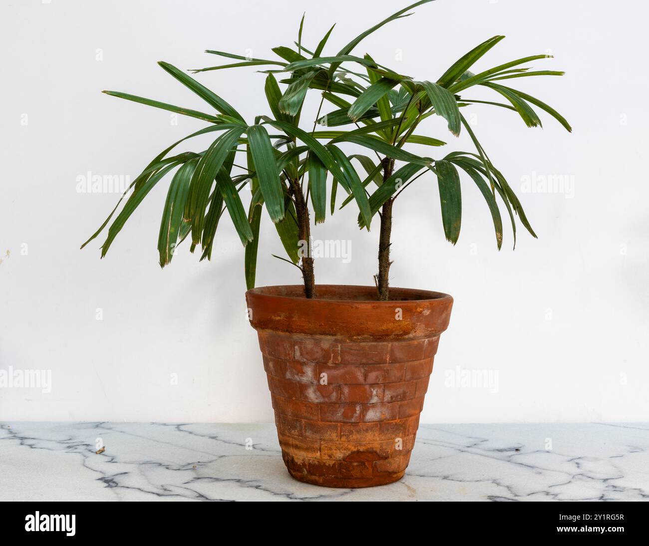 Rhapis excelsa (Lady palm tree) in a terracotta pot on a marble floor ...