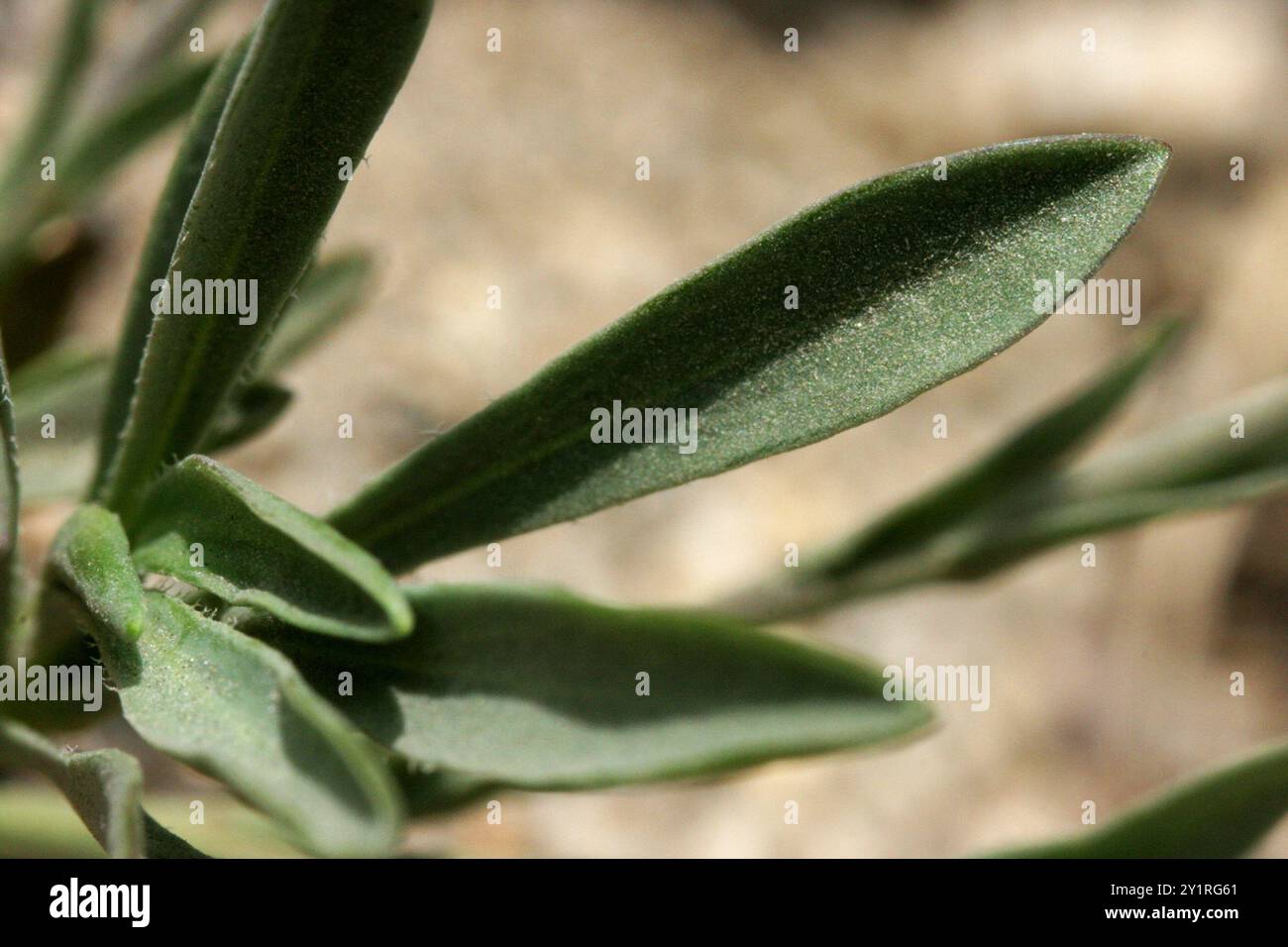 Howell's rockcress (Boechera howellii) Plantae Stock Photo - Alamy