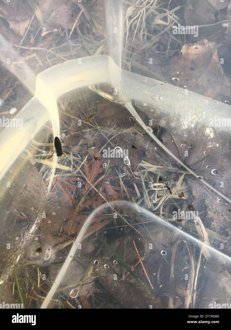 Water Boatmen (Corixidae) Insecta Stock Photo - Alamy