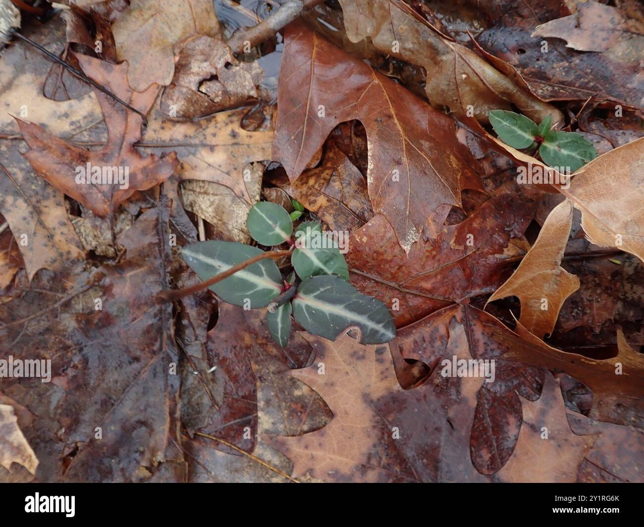 striped wintergreen (Chimaphila maculata) Plantae Stock Photo - Alamy