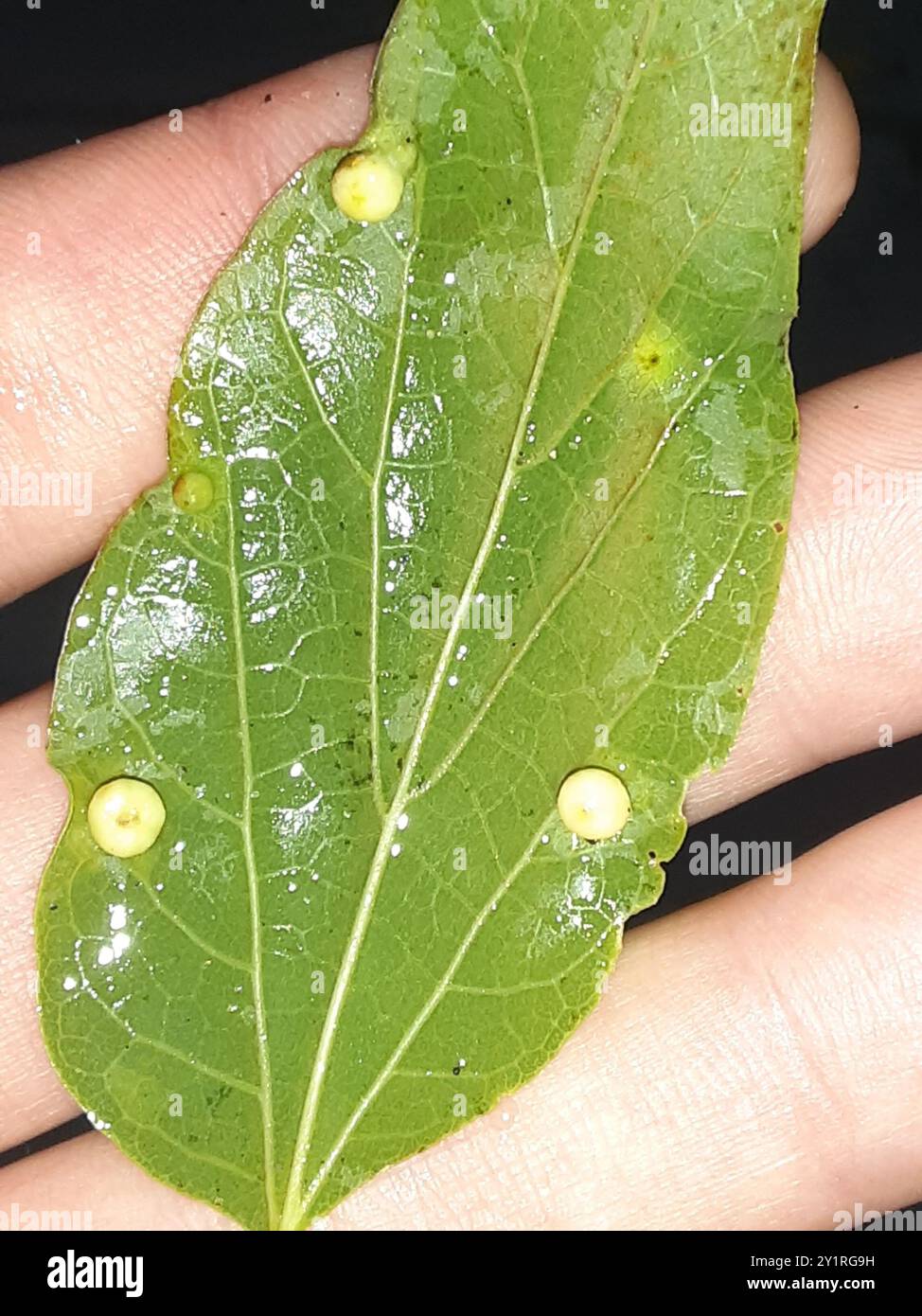Hackberry Nipplegall Psyllid (Pachypsylla celtidismamma) Insecta Stock ...