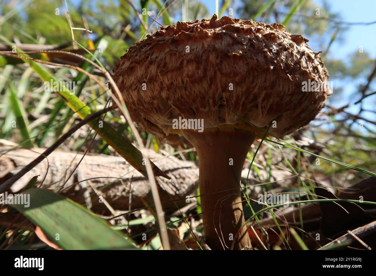 shaggy cap (Boletellus emodensis) Fungi Stock Photo - Alamy