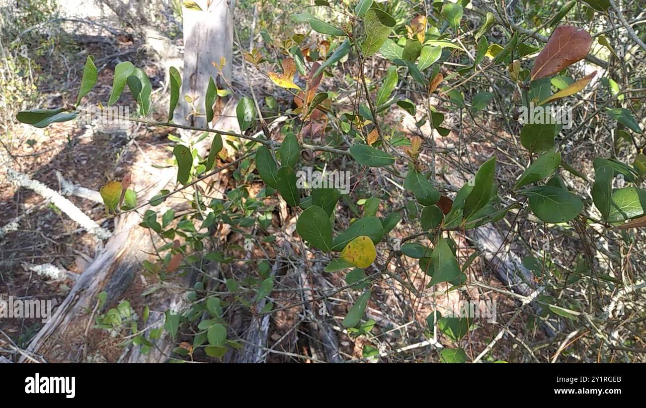 Myrtle Oak (Quercus myrtifolia) Plantae Stock Photo - Alamy