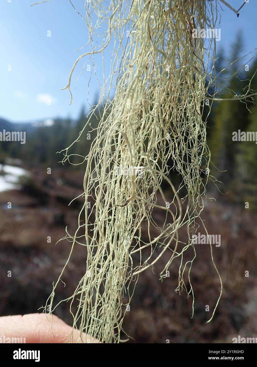 Witch's Hair (Alectoria sarmentosa) Fungi Stock Photo - Alamy