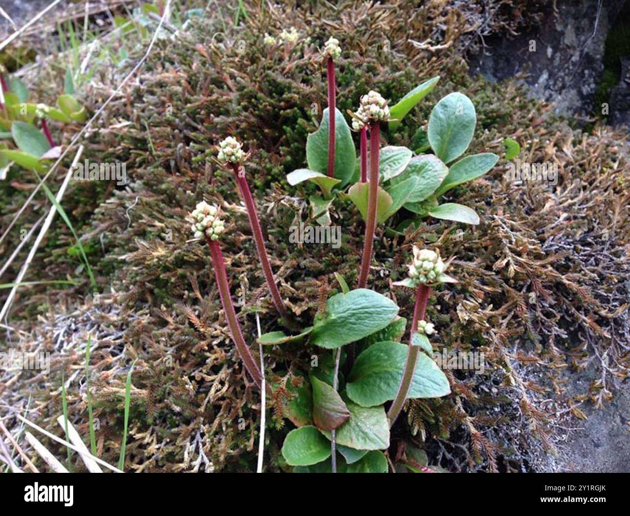 Wholeleaf Saxifrage Micranthes Integrifolia Plantae Stock Photo Alamy