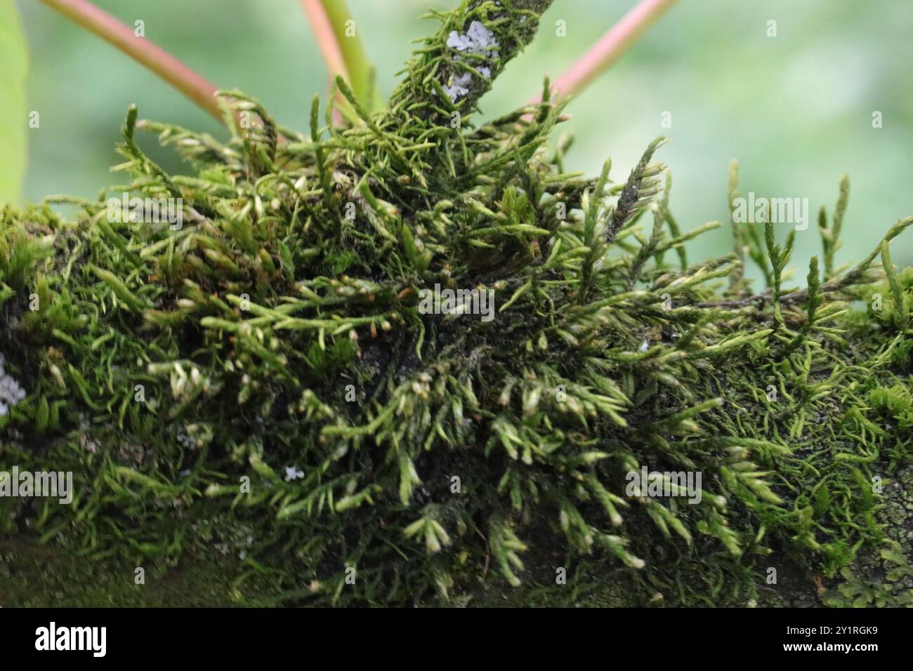 Lateral Cryphaea (Cryphaea heteromalla) Plantae Stock Photo - Alamy