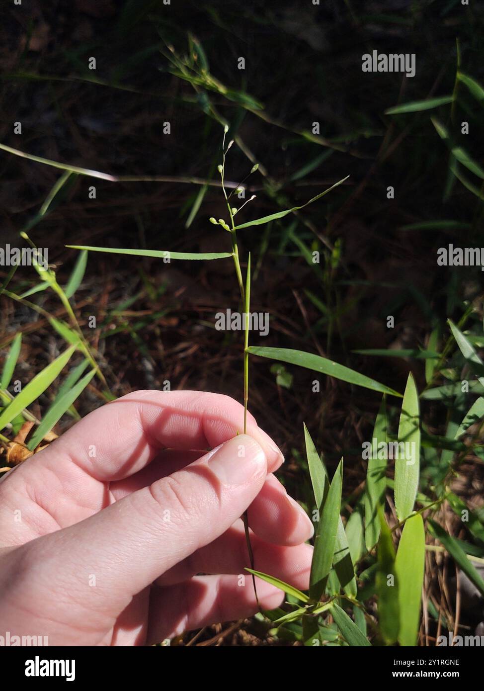 bristlegrasses, rosette grasses, barnyard grasses, and allies (Paniceae ...